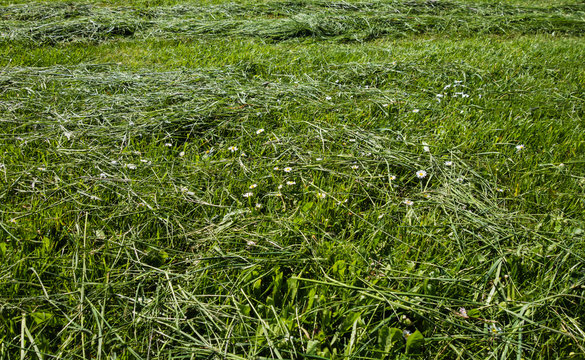 Heuen Bilder – Durchsuchen 225 Archivfotos, Vektorgrafiken und Videos ...