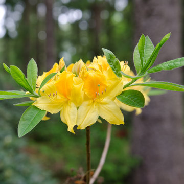 "Yellow Azalea" Images – Browse 426 Stock Photos, Vectors, and Video ...