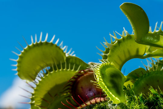 Verdaut Images – Browse 6 Stock Photos, Vectors, and Video | Adobe Stock