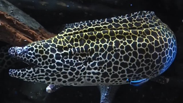 Murena Images – Browse 437 Stock Photos, Vectors, and Video | Adobe Stock