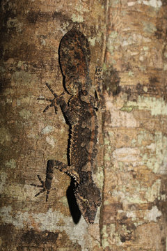 Saltuarius bilder – Bläddra bland 22 stockfoton, vektorer och videor ...