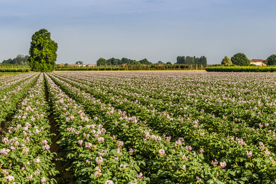 Potato Flower Field