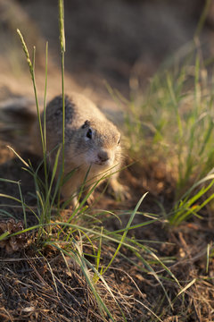 "Gopher Hole" Images – Browse 95 Stock Photos, Vectors, and Video ...