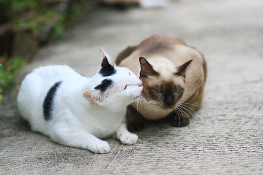 Saimese Images – Browse 28 Stock Photos, Vectors, and Video | Adobe Stock