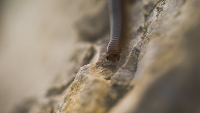 รูปภาพSpirostreptus – เลือกดูภาพถ่ายสต็อก เวกเตอร์ และวิดีโอ253 | Adobe ...