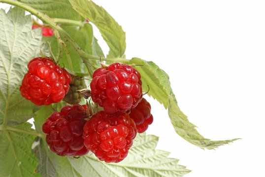 รูปภาพFramboise – เลือกดูภาพถ่ายสต็อก เวกเตอร์ และวิดีโอ62,657 | Adobe ...