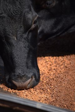 "Cow Eating" Images – Browse 626 Stock Photos, Vectors, and Video ...