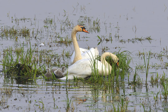 Cygnos Images – Browse 43 Stock Photos, Vectors, and Video | Adobe Stock