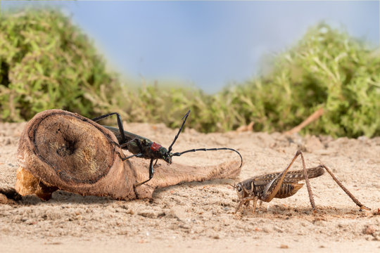 รูปภาพXylophagous – เลือกดูภาพถ่ายสต็อก เวกเตอร์ และวิดีโอ229 | Adobe Stock