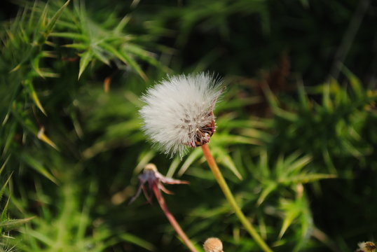 Distelarten Bilder – Durchsuchen 134 Archivfotos, Vektorgrafiken und ...