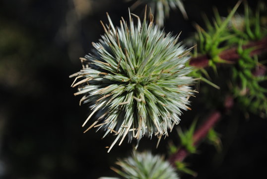 Distelarten-Bilder: Stock-Fotos & -Videos. | Adobe Stock