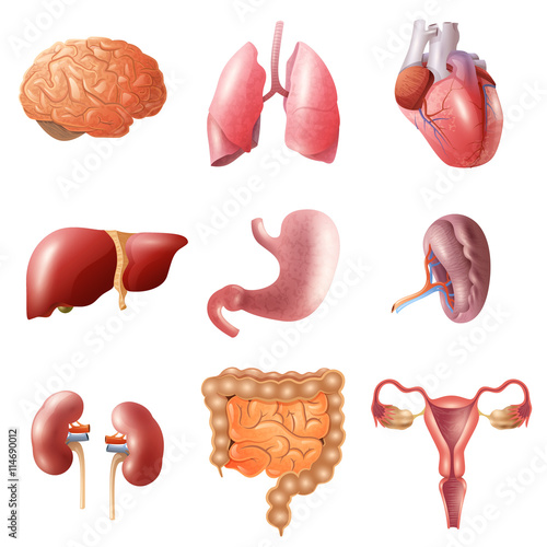 "Human Organs Set" Stockfotos und lizenzfreie Vektoren auf Fotolia.com ...