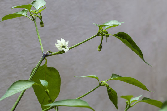 "Chilli Plant" Images – Browse 97 Stock Photos, Vectors, and Video ...