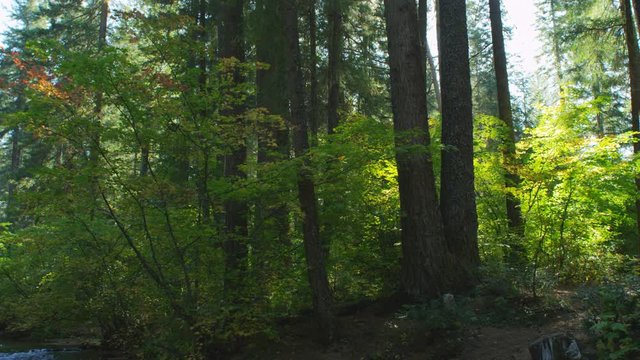 Stream-Side Images – Browse 15 Stock Photos, Vectors, and Video | Adobe ...