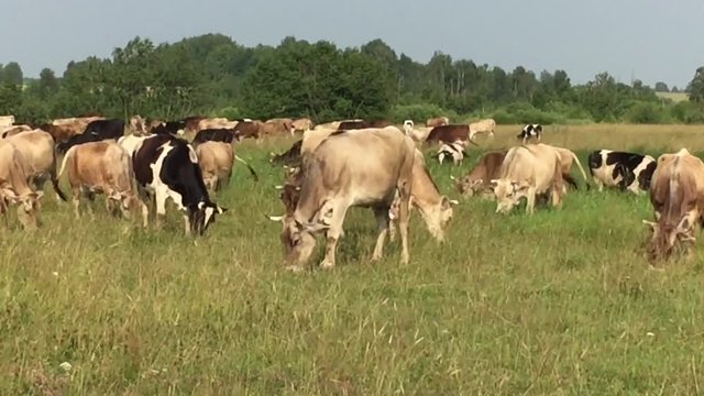 Milted bilder – Bläddra bland 7,172 stockfoton, vektorer och videor ...