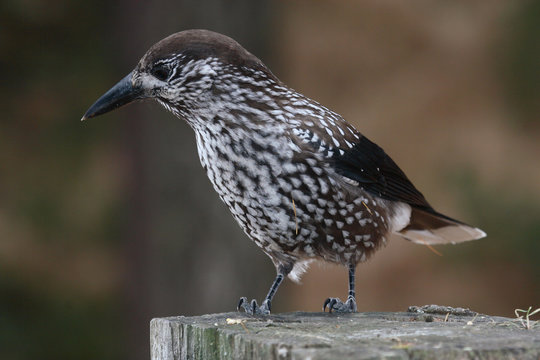 รูปภาพRosolare – เลือกดูภาพถ่ายสต็อก เวกเตอร์ และวิดีโอ274 | Adobe Stock