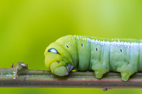 รูปภาพSphingidae – เลือกดูภาพถ่ายสต็อก เวกเตอร์ และวิดีโอ11,147 | Adobe ...