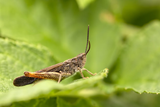 Çekirge Images – Browse 35 Stock Photos, Vectors, and Video | Adobe Stock