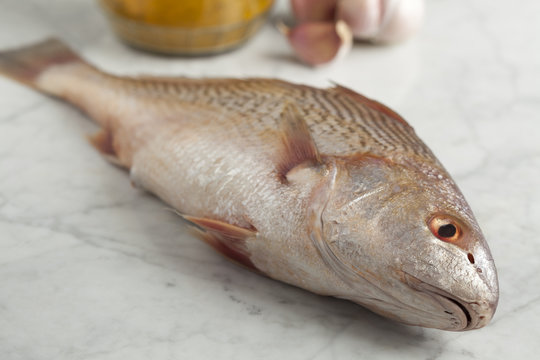 Koebi Images – Browse 35 Stock Photos, Vectors, and Video | Adobe Stock