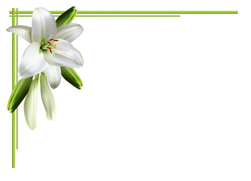 Easter Lily Vector