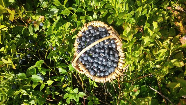 Wildbeeren Images – Parcourir 609 le catalogue de photos, vecteurs et ...