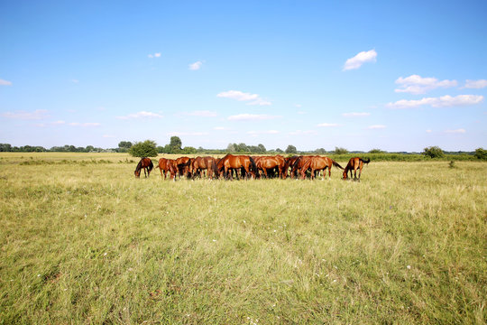 "Grazing Horses" Images – Browse 369 Stock Photos, Vectors, and Video ...