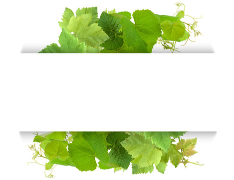 Pampres Bilder – Durchsuchen 357 Archivfotos, Vektorgrafiken und Videos ...