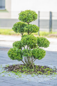 「Zierbaum」の画像 - 1,636 件の Stock 写真、ベクターおよびビデオ | Adobe Stock