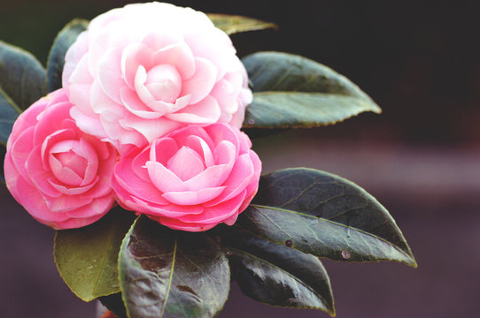 Camellia Images – Browse 36,389 Stock Photos, Vectors, and Video ...