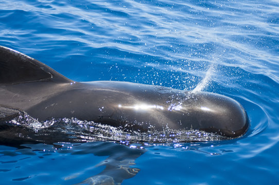 Pilotwal Bilder – Durchsuchen 2,373 Archivfotos, Vektorgrafiken und ...