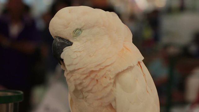 Cocatoo Bilder – Durchsuchen 40 Archivfotos, Vektorgrafiken und Videos ...