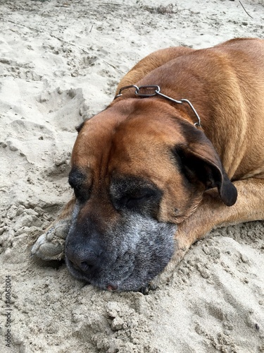 "Boerboel, Burbull" Stockfotos und lizenzfreie Bilder auf Fotolia.com ...