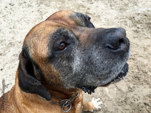 "Boerboel, Burbull" Stockfotos und lizenzfreie Bilder auf Fotolia.com ...