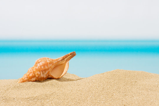 「Konche」の写真素材 | 7,730件の無料イラスト画像 | Adobe Stock