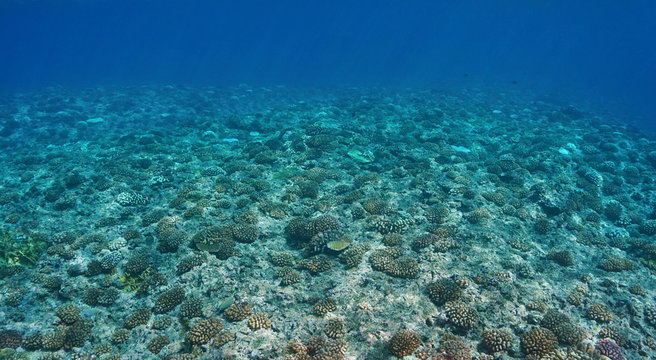 「Fore-Reef」の写真素材 | 9件の無料イラスト画像 | Adobe Stock