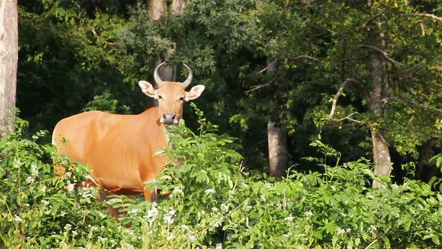 Banteng Images – Browse 1,843 Stock Photos, Vectors, and Video | Adobe ...