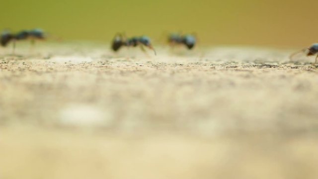 "Marching Ants" Images – Browse 72 Stock Photos, Vectors, and Video | Adobe Stock
