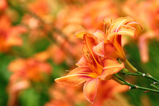 Fulva Images – Browse 3,714 Stock Photos, Vectors, and Video | Adobe Stock