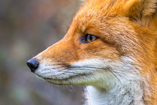 Red Fox Profile Images – Browse 3,103 Stock Photos, Vectors, and Video ...