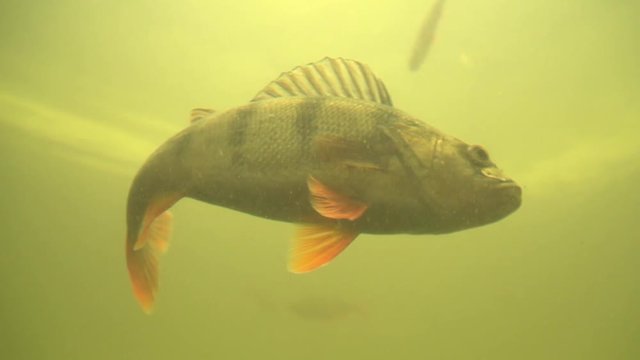 Perch Images – Browse 1,287,319 Stock Photos, Vectors, and Video ...