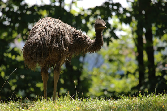 Camelus Images – Browse 190,150 Stock Photos, Vectors, and Video ...