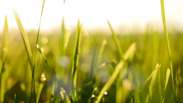 "Grass Field Background" Images – Browse 265 Stock Photos, Vectors, and ...