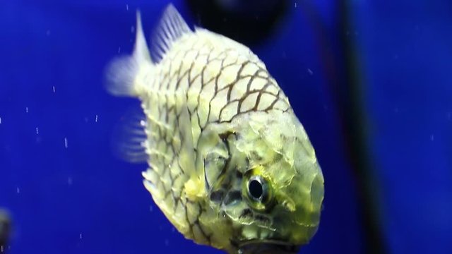 รูปภาพMonocentridae – เลือกดูภาพถ่ายสต็อก เวกเตอร์ และวิดีโอ50 | Adobe ...