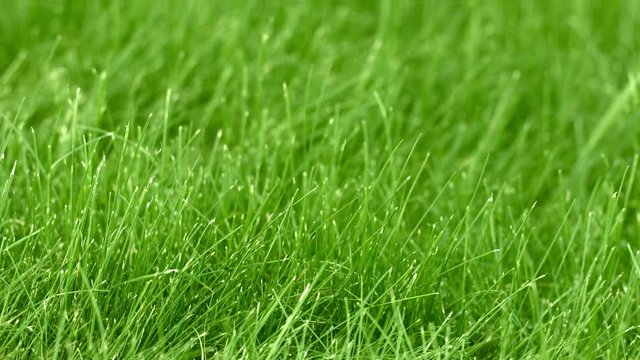 รูปภาพGrass-Plot – เลือกดูภาพถ่ายสต็อก เวกเตอร์ และวิดีโอ1,502 | Adobe ...