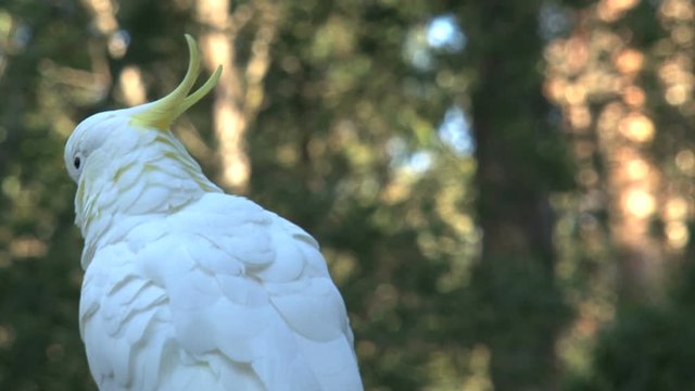 Kakatu Bilder – Durchsuchen 13 Archivfotos, Vektorgrafiken und Videos ...