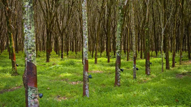Imagens de Hevea – Explore Fotografias do Stock, Vetores e Vídeos de ...