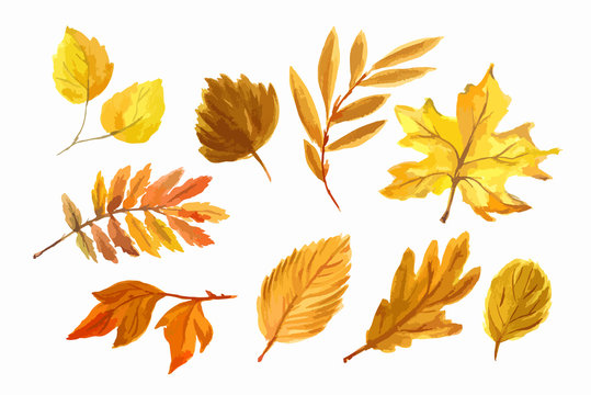 Free Leaves Images – Browse 66,879 Free Stock Photos, Vectors, and ...