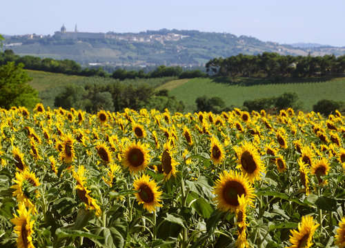 Marg bilder – Bläddra bland 43,766 stockfoton, vektorer och videor ...
