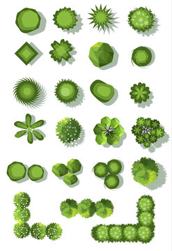 377 BEST Shrubs Plan View IMAGES, STOCK PHOTOS & VECTORS | Adobe Stock