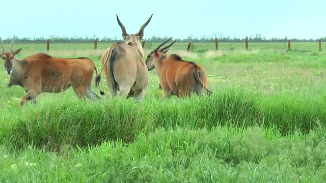 Eland Video Footage – Browse 716 HD Stock Video and Footage | Adobe Stock